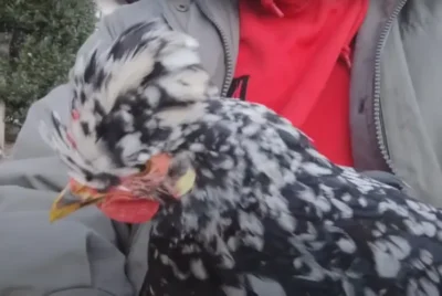 Pearl Star Leghorn: The Ultimate Guide to This Unique Breed