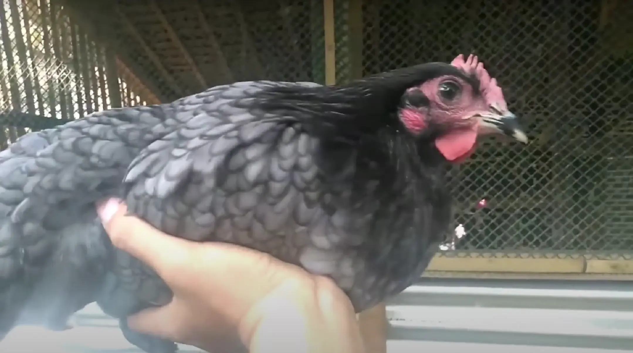 Blue Australorp Chicken Breed Guide