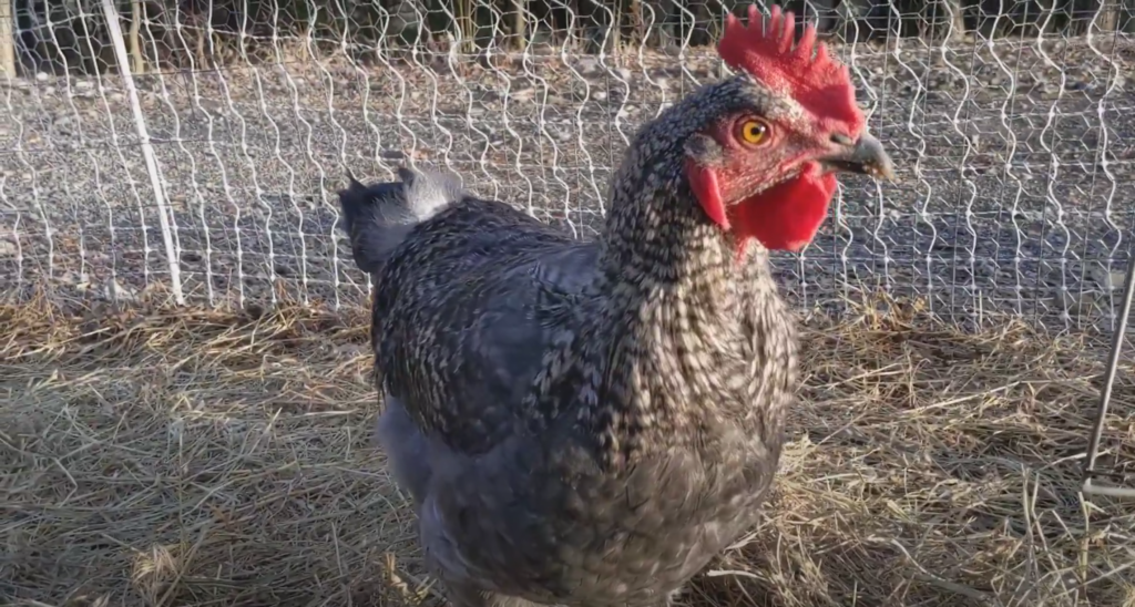 Raising Blue Cuckoo Maran Chickens: Top Tips for a Healthy Flock