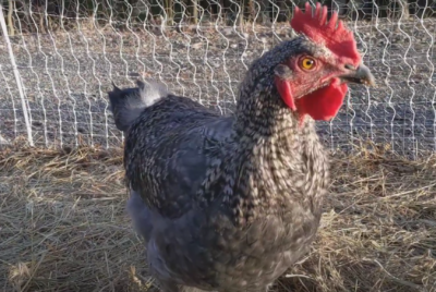 Raising Blue Cuckoo Maran Chickens: Top Tips for a Healthy Flock