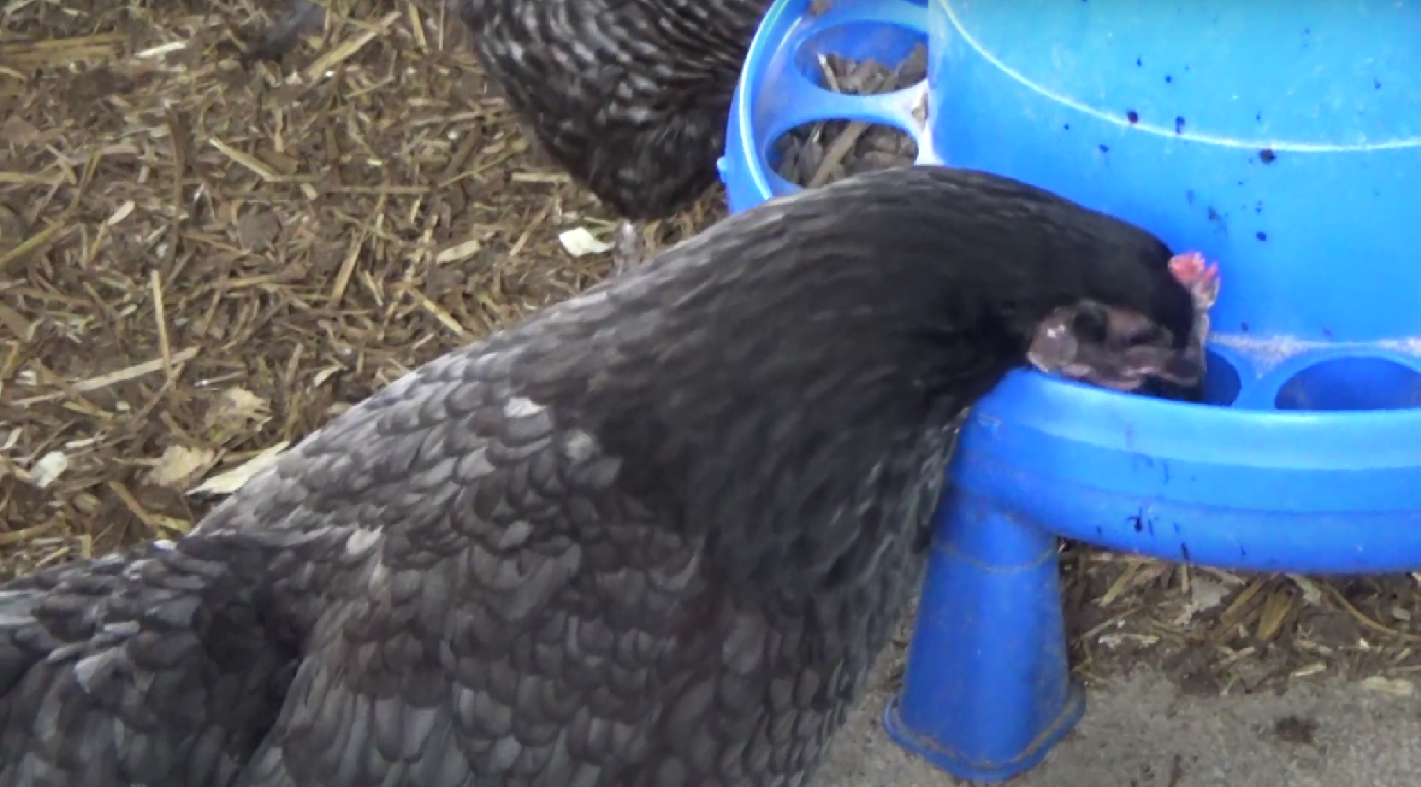 Raising Blue Cuckoo Maran Chickens: Top Tips for a Healthy Flock