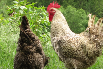 Raising Golden Cuckoo Maran: A Complete Guide to This Unique Chicken Breed