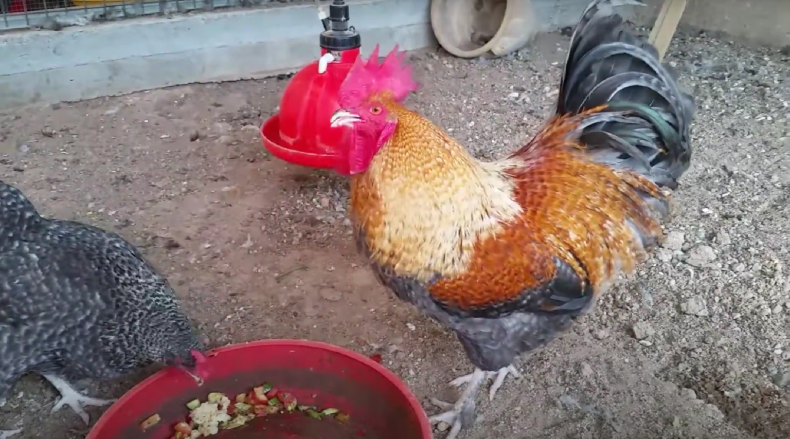 Raising Golden Cuckoo Maran: A Complete Guide to This Unique Chicken Breed