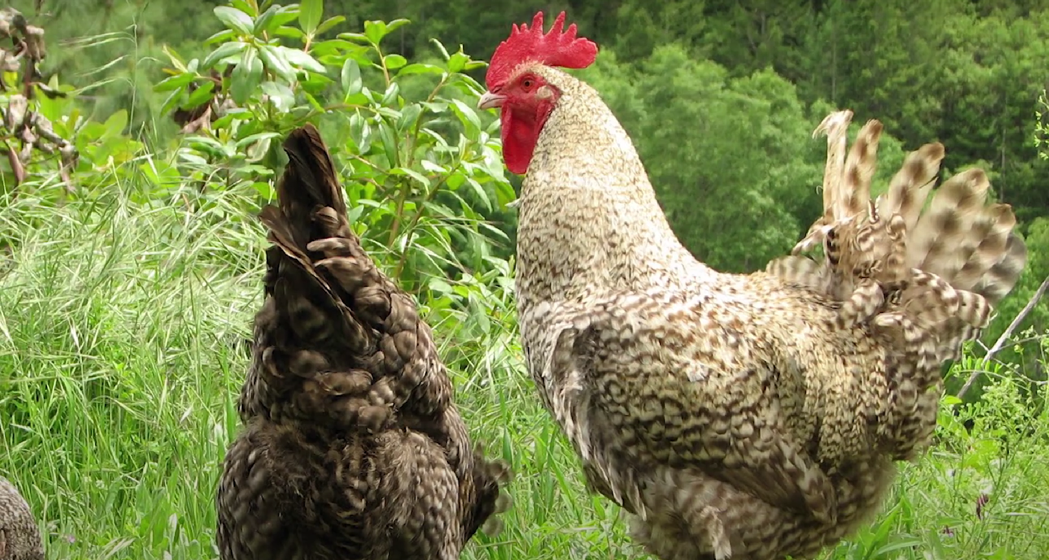 Golden Cuckoo Marans