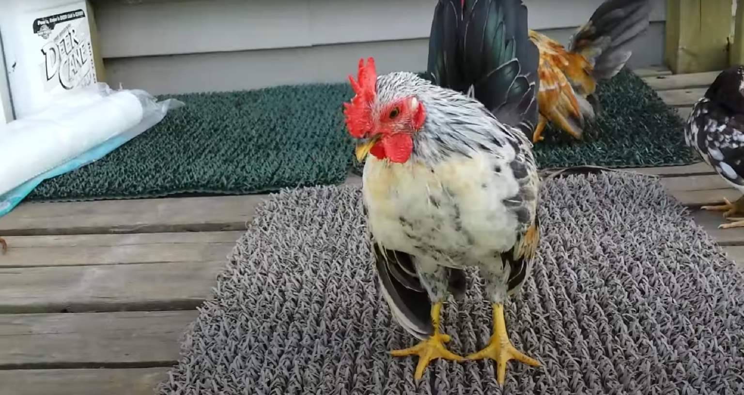 Kikiriki Chicken: Traits, Care, and Breeding Tips