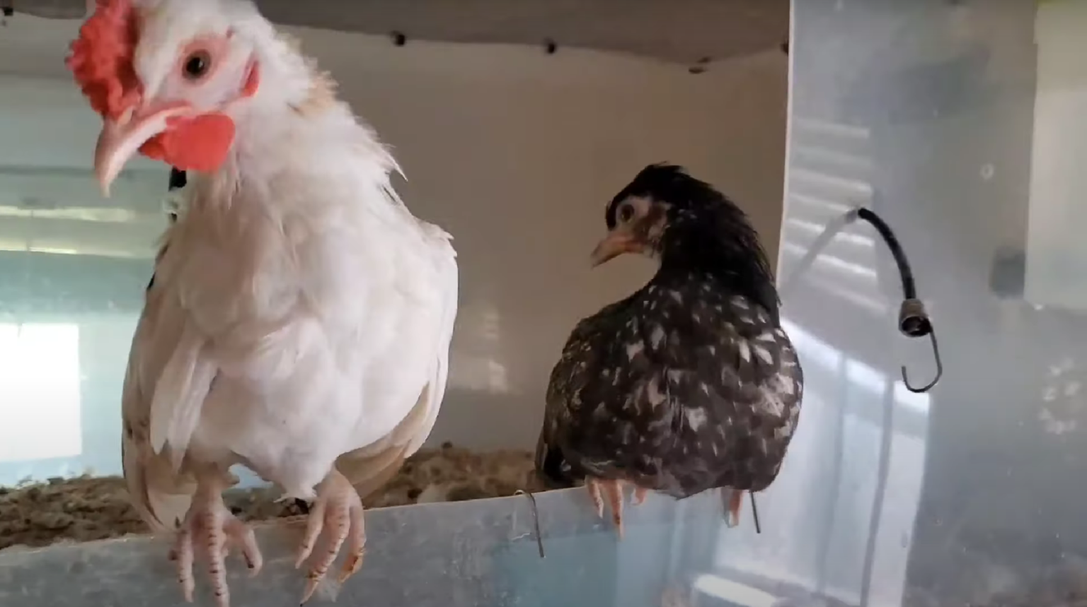 Kikiriki Chicken: Traits, Care, and Breeding Tips