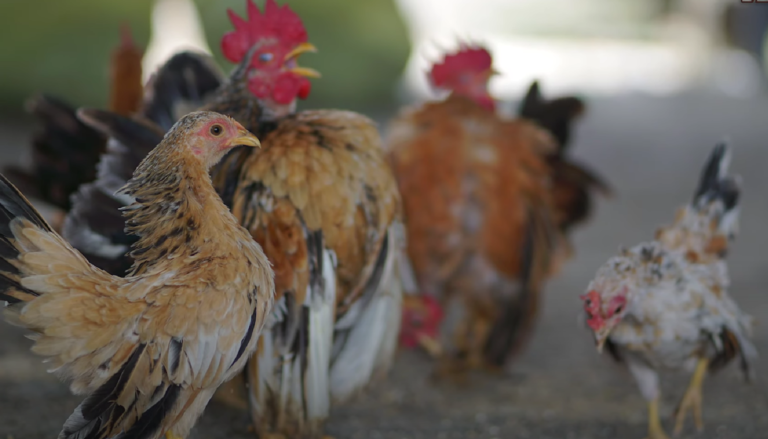 Kikiriki Chicken: Traits, Care, and Breeding Tips