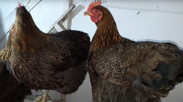 Top Insights into the Partridge Rock Chicken Breed