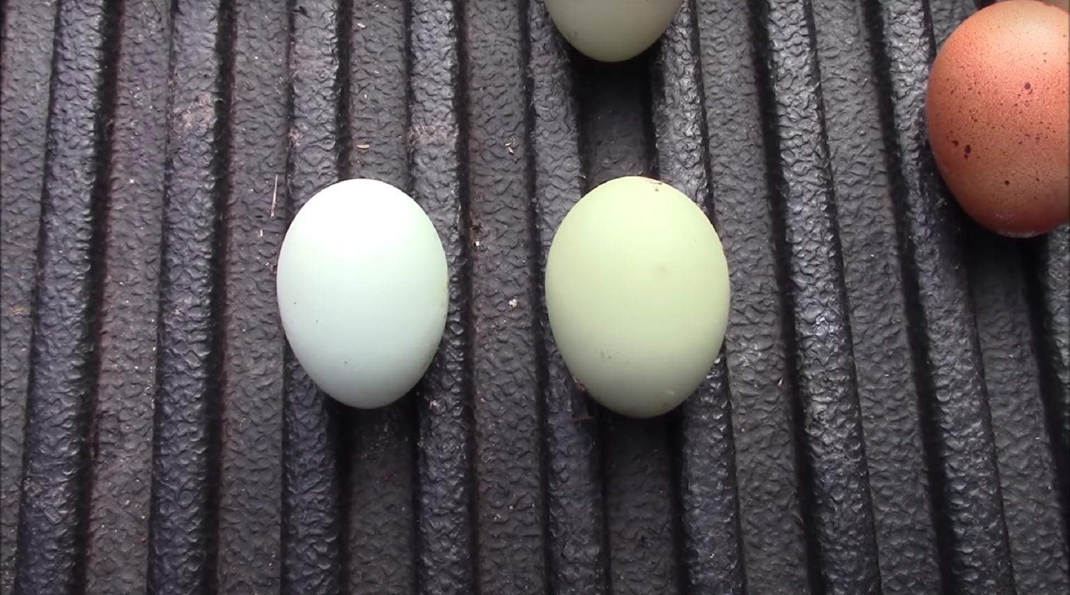 Whiting True Blue Chickens: Egg Color, Breed Traits and More