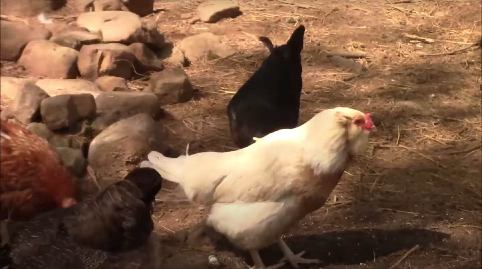 Whiting True Blue Chickens: Egg Color, Breed Traits and More