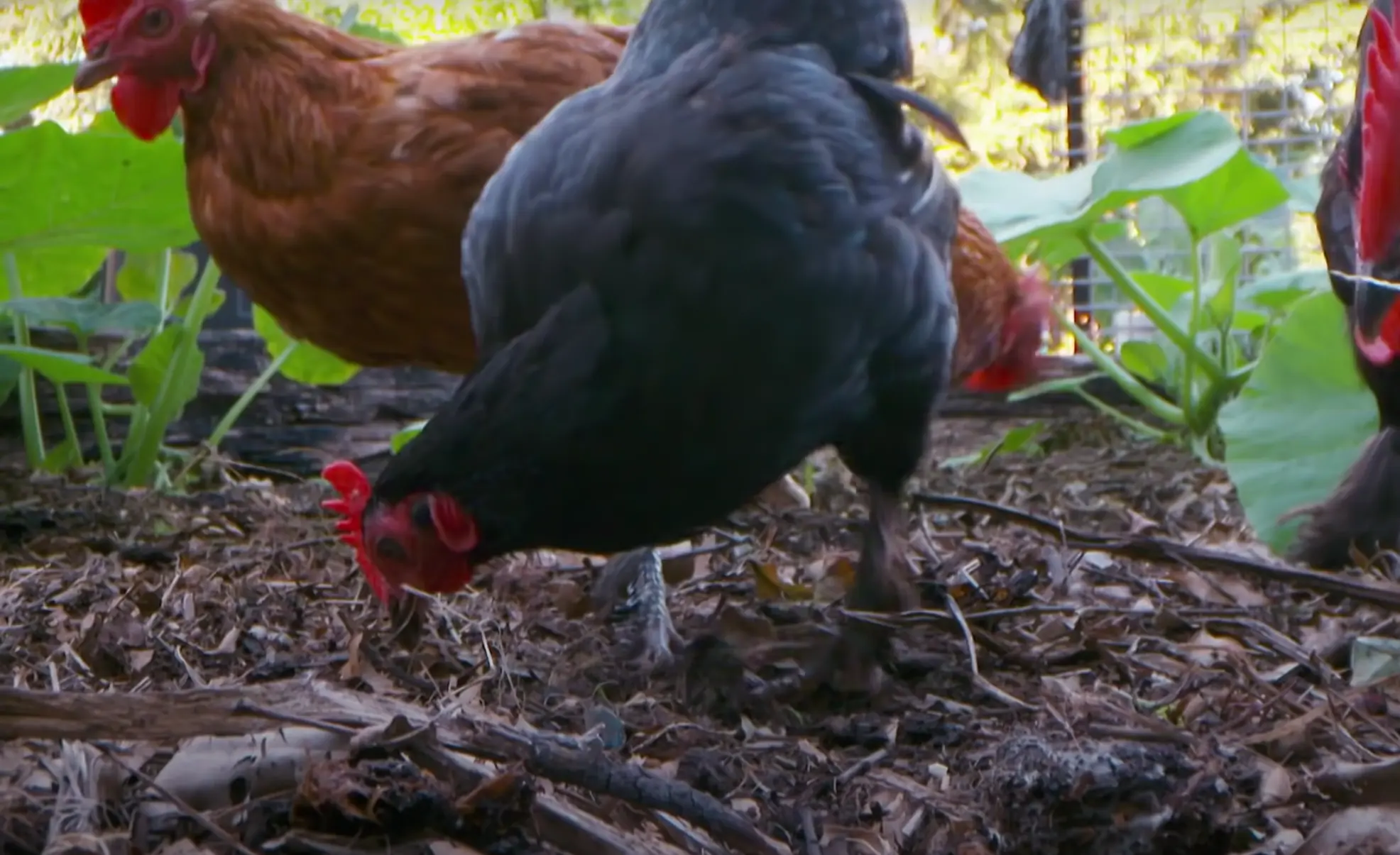 Black Soldier Fly Larvae for Chickens: A Nutrient-Rich Solution