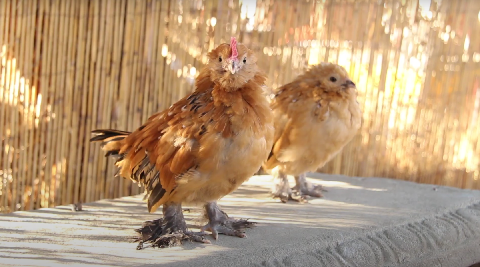 Raising a Mille Fleur Chicken: Essential Tips for a Flourishing Flock
