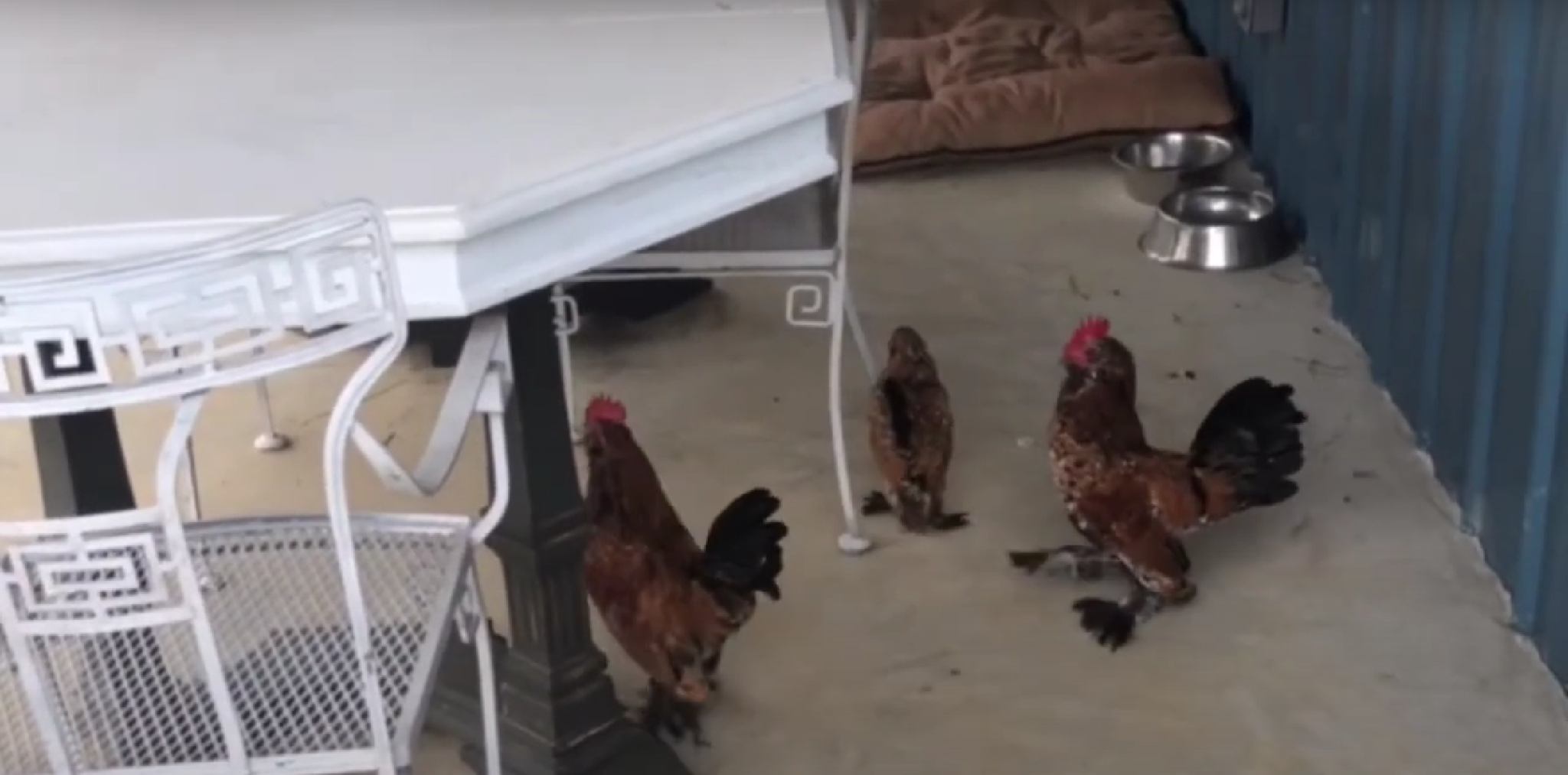 Raising a Mille Fleur Chicken: Essential Tips for a Flourishing Flock