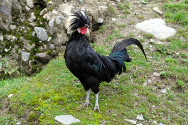Polish Chicken Breeds: Discovering Their Unique Characteristics