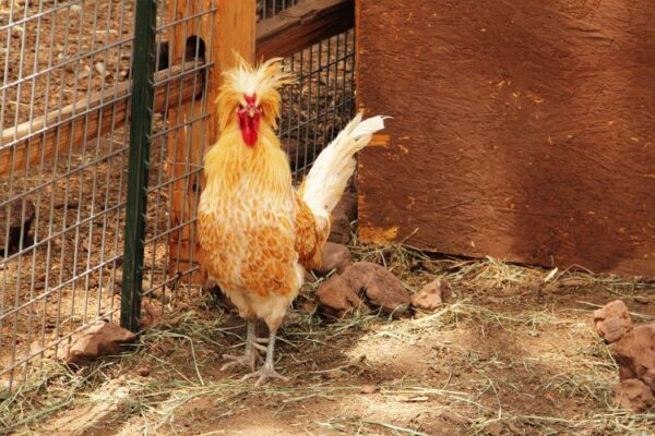 Polish Chicken Breeds: Discovering Their Unique Characteristics
