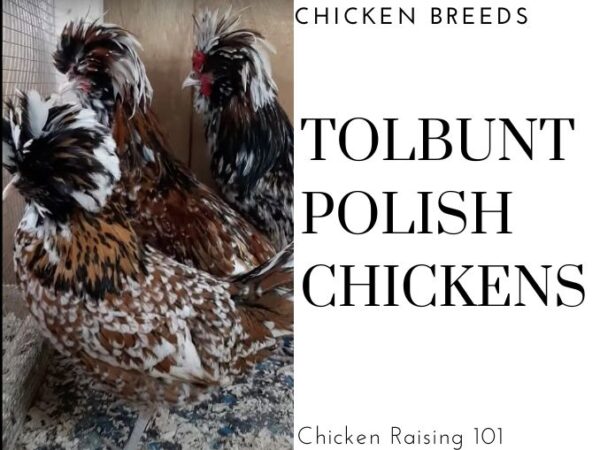 Tolbunt Polish Chickens: Understanding the Basics Before You Buy