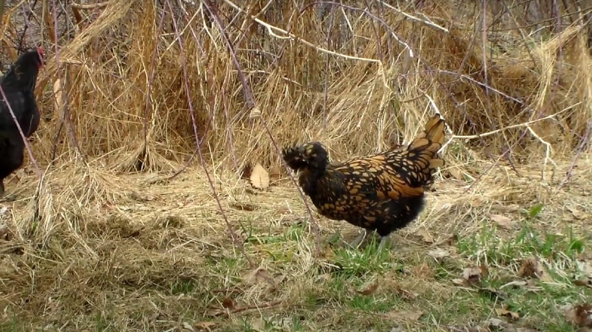 Gold Polish Chicken Breed: Adding Brilliance to Your Flock